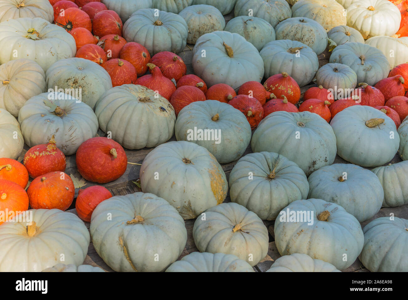 Lots of colorful pumpkins laid out in the row. Colored pumpkin as ...