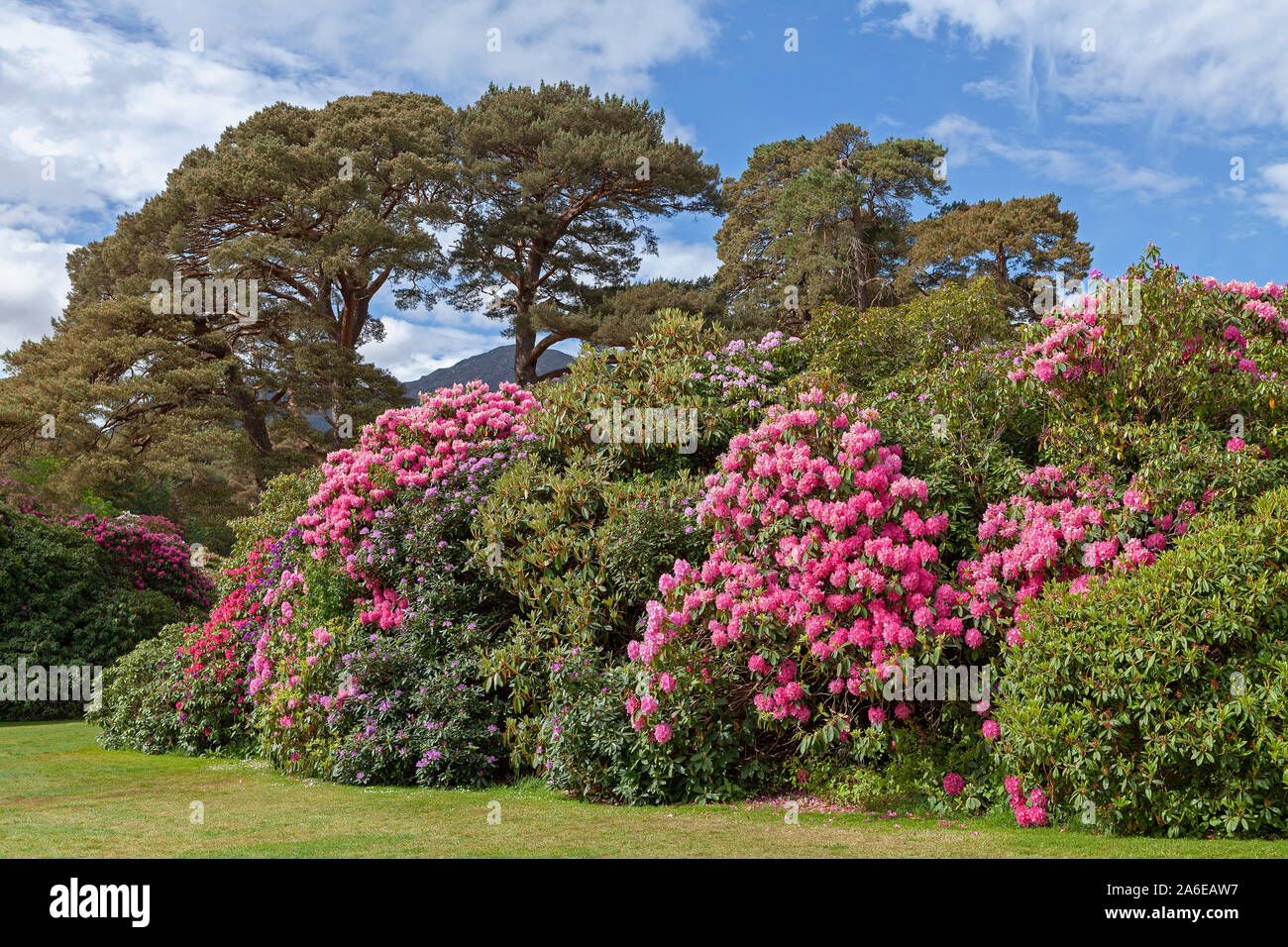 Rhododendrons in full bloom hi-res stock photography and images - Alamy