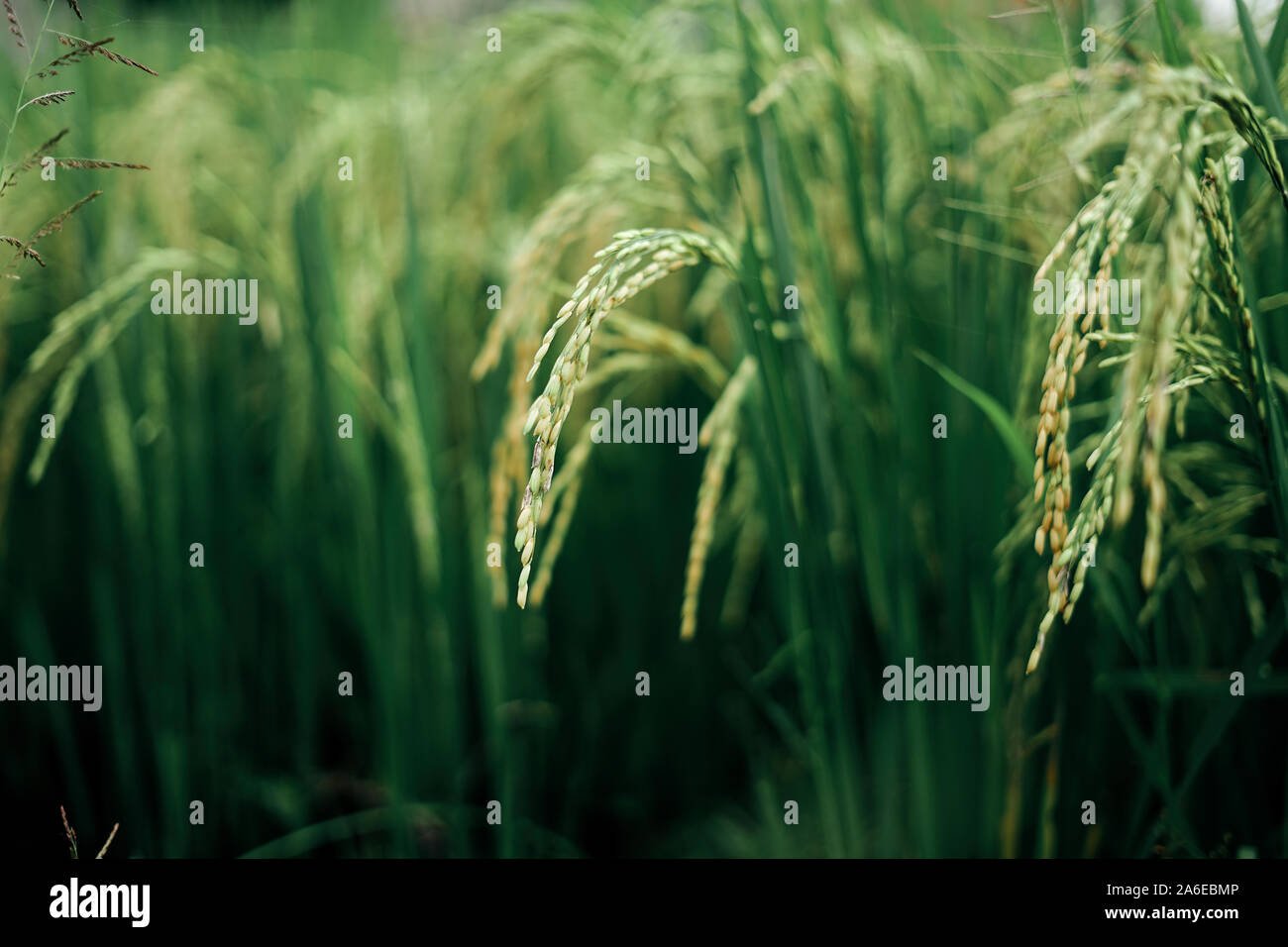 Paddy varieties in organic rice field agriculture Stock Photo - Alamy