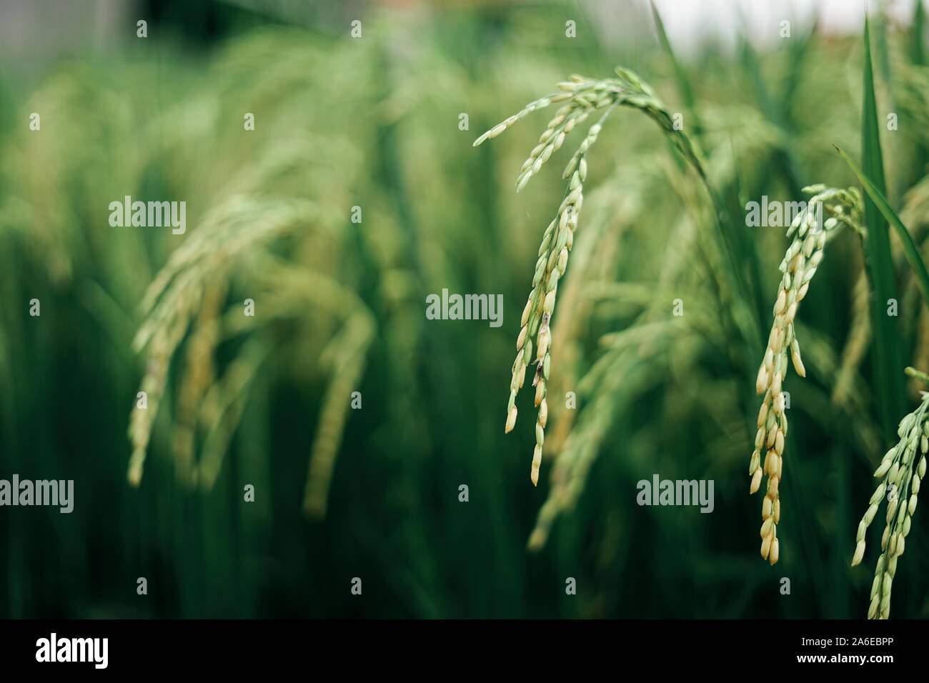 Paddy varieties in organic rice field agriculture Stock Photo - Alamy