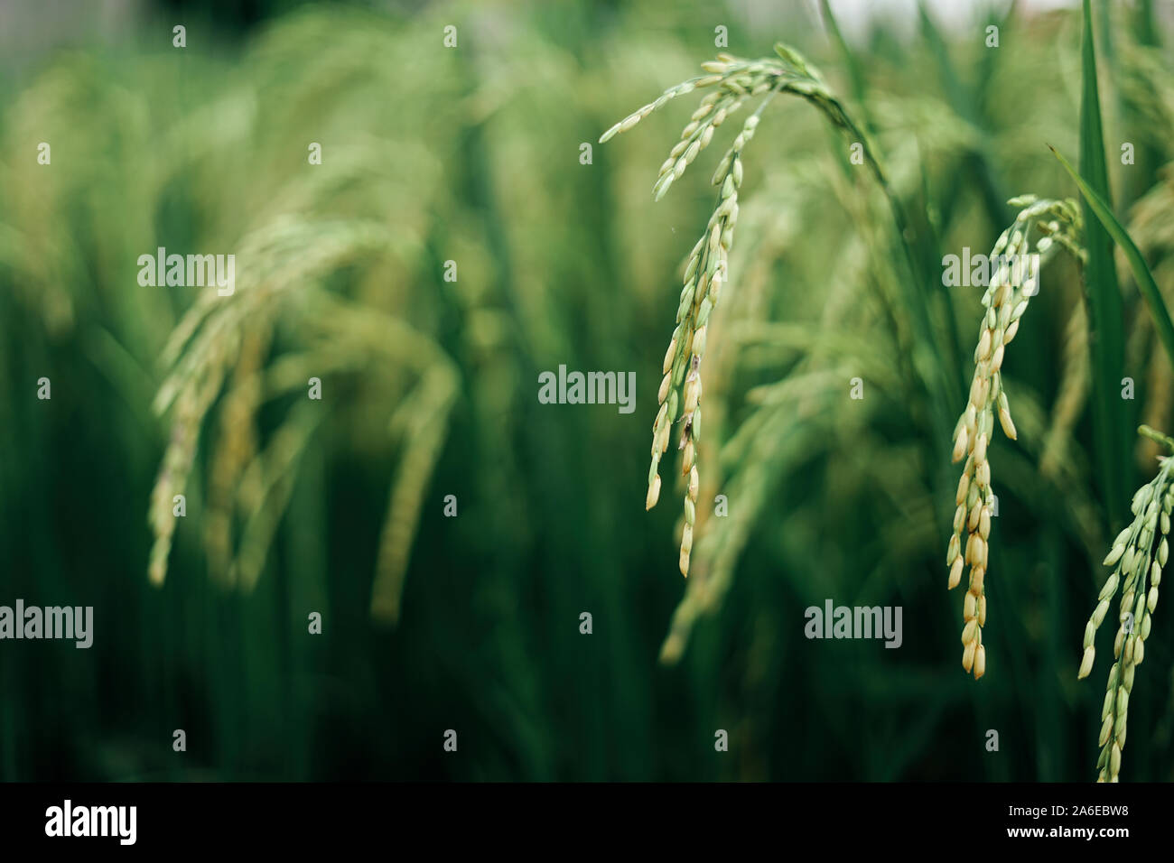 Paddy varieties in organic rice field agriculture Stock Photo - Alamy