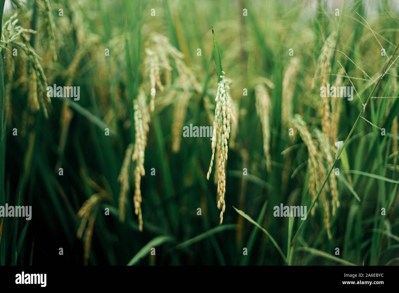 Paddy varieties in organic rice field agriculture Stock Photo - Alamy