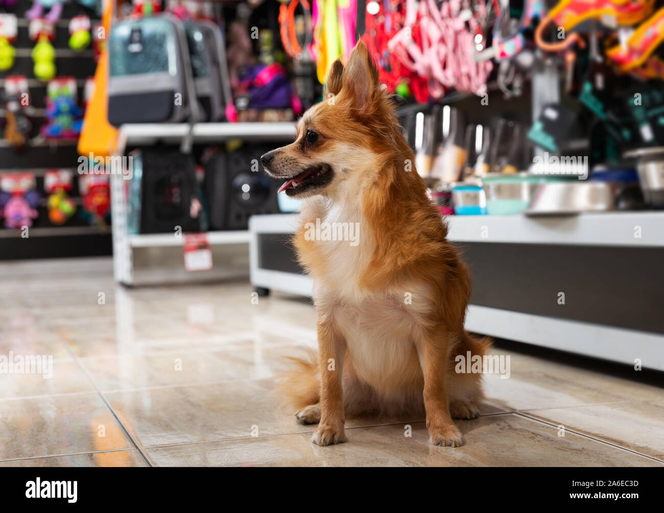Portrait of dog near different variation of goods for animals in pet ...