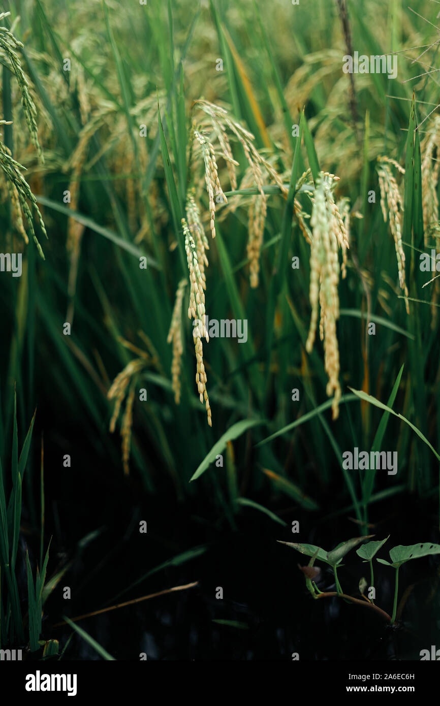 Paddy varieties in organic rice field agriculture Stock Photo - Alamy