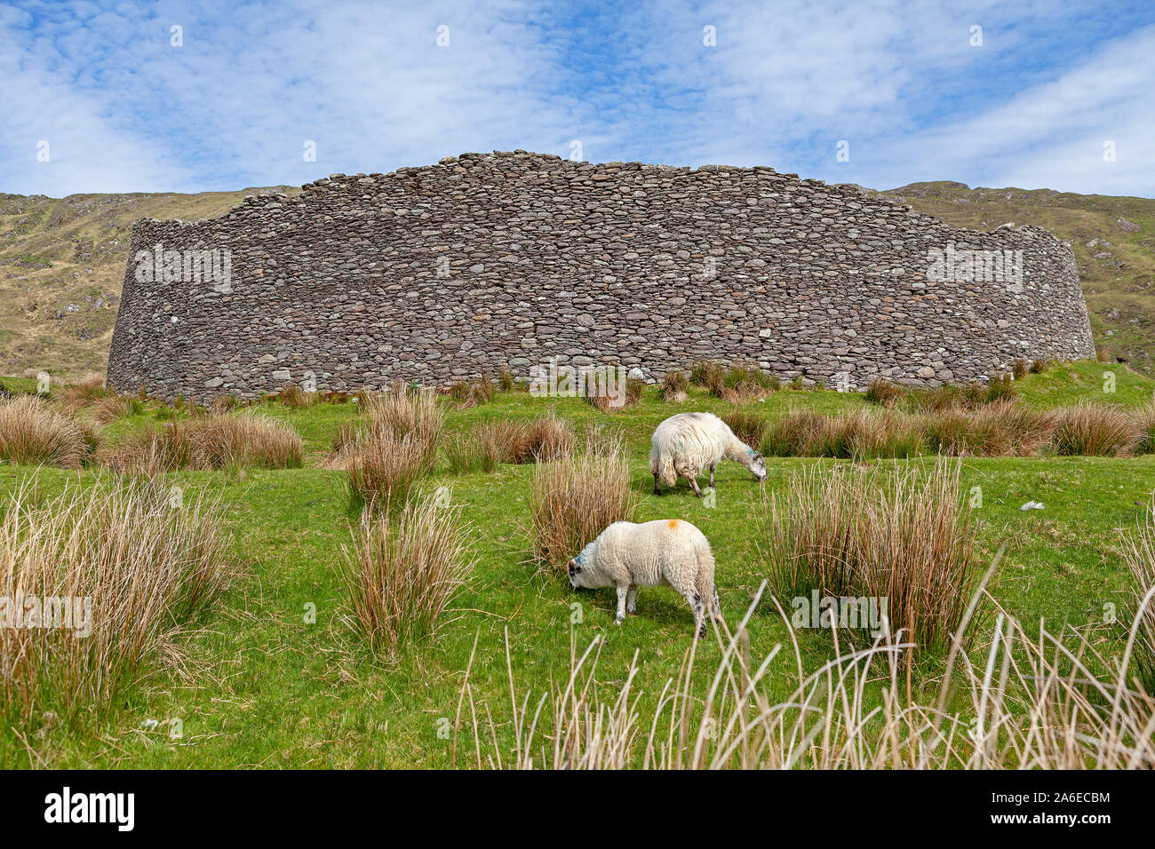 Sheep in ring hi-res stock photography and images - Alamy