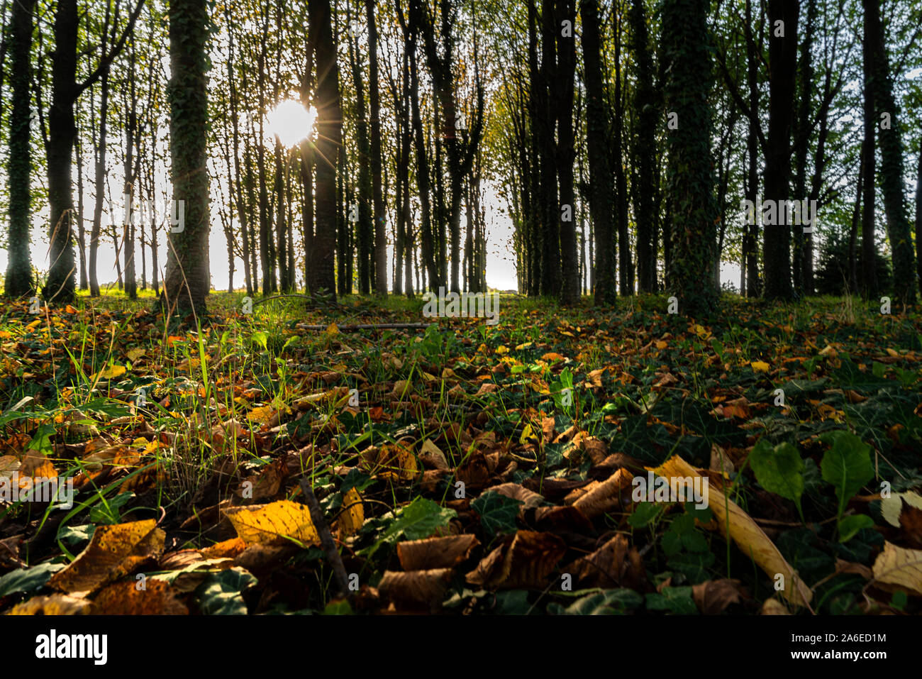 Poplar grass hi-res stock photography and images - Alamy