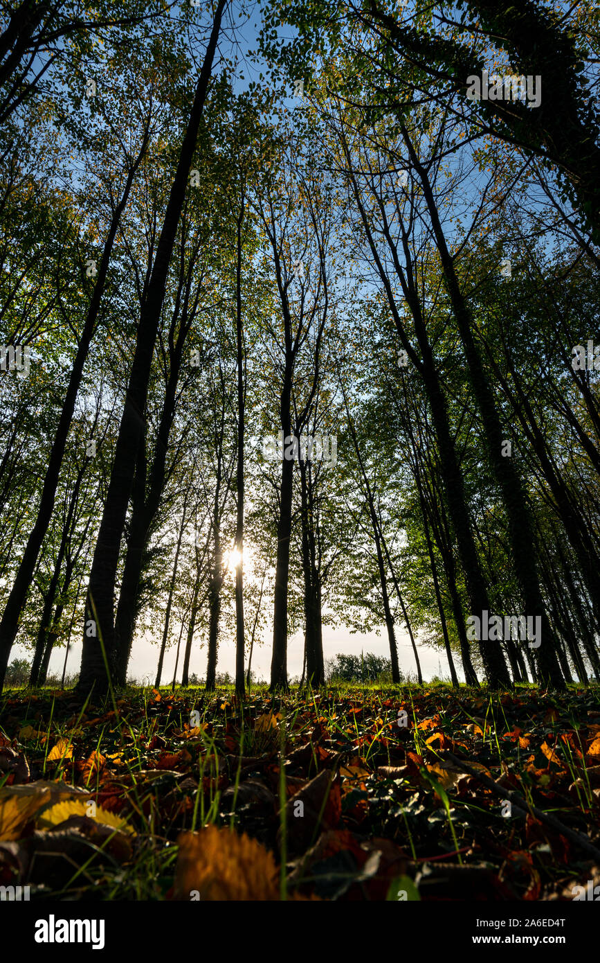 Poplar tree in autumn hi-res stock photography and images - Alamy