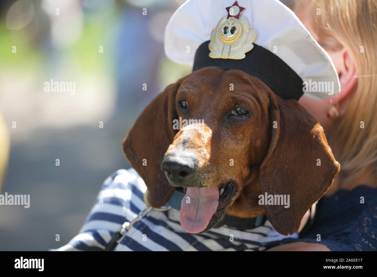 St. Petersburg, Russia - May 26, 2018: Dog dressed in seamen costume ...