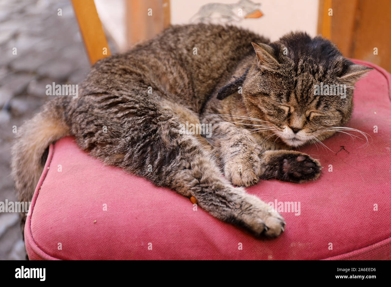 Sleeping tabby cat hi-res stock photography and images - Alamy