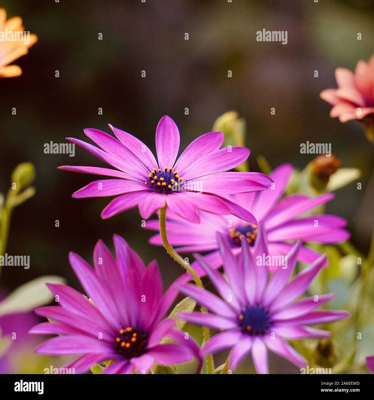 Beautiful pink flower plant hi-res stock photography and images - Alamy