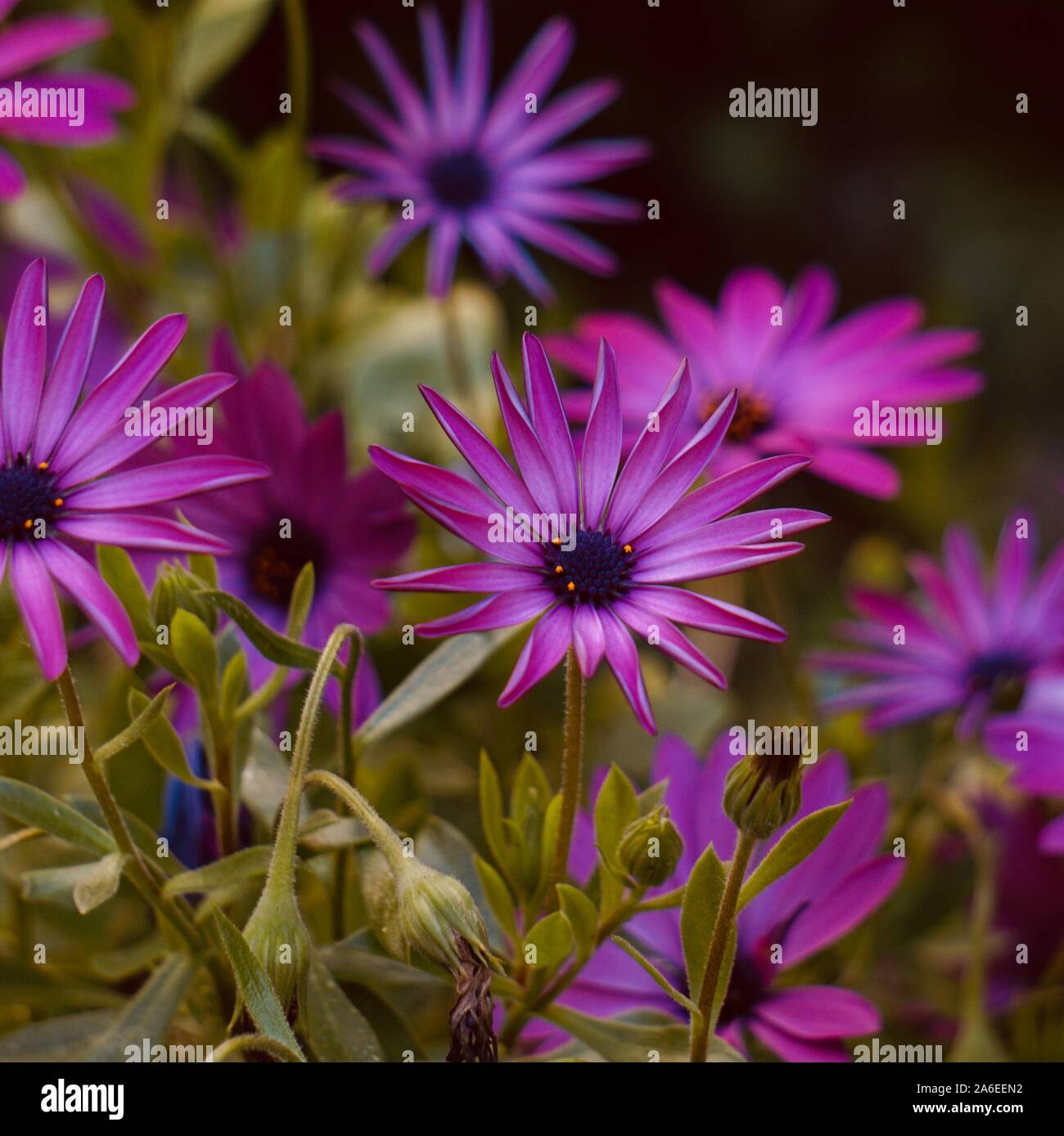 Beautiful pink flower plant hi-res stock photography and images - Alamy