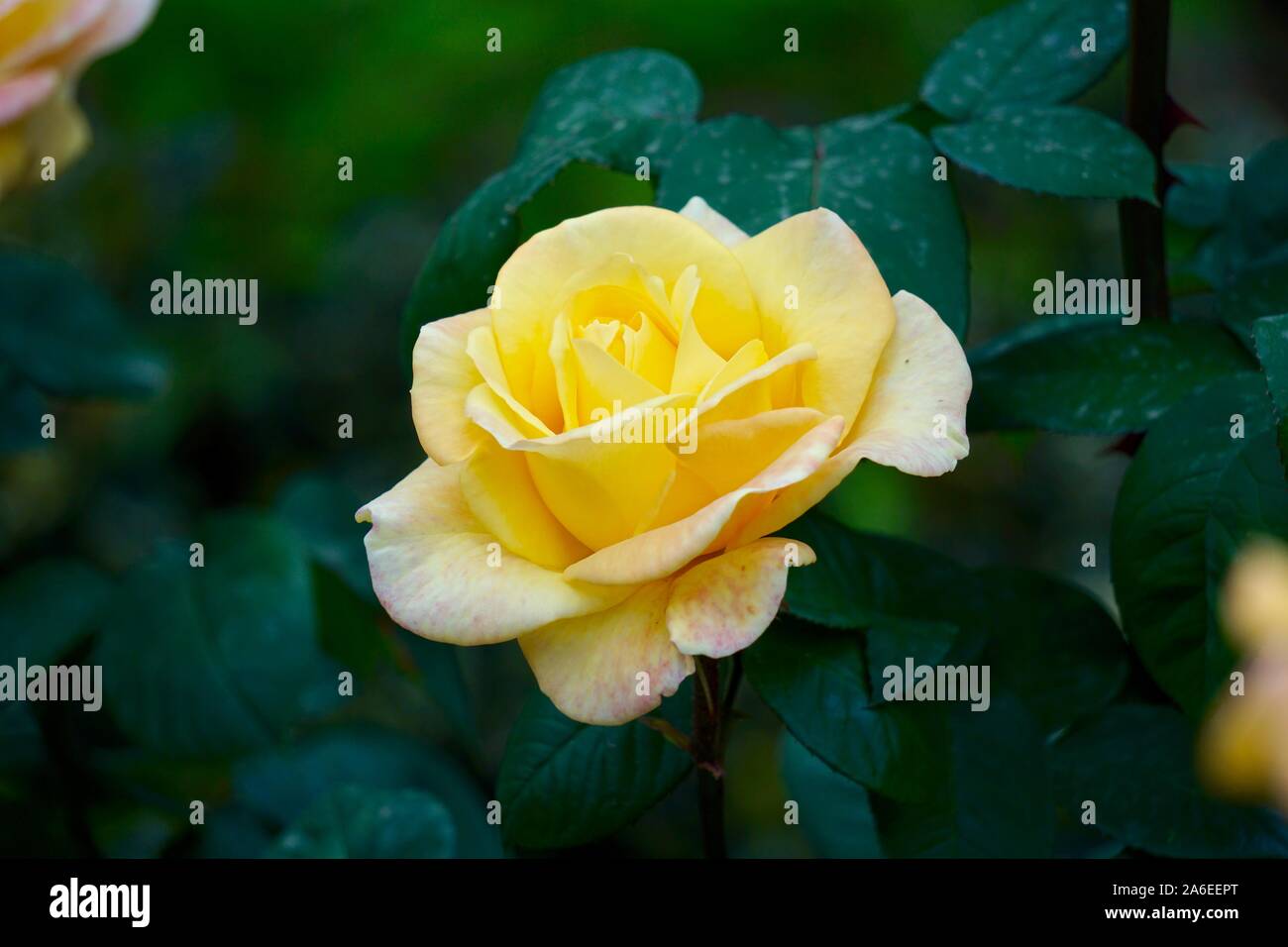 yellow rose flower plant in the garden Stock Photo - Alamy