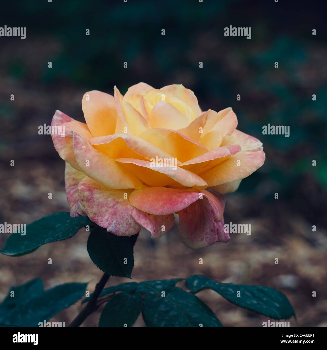 yellow rose flower plant in the garden Stock Photo - Alamy