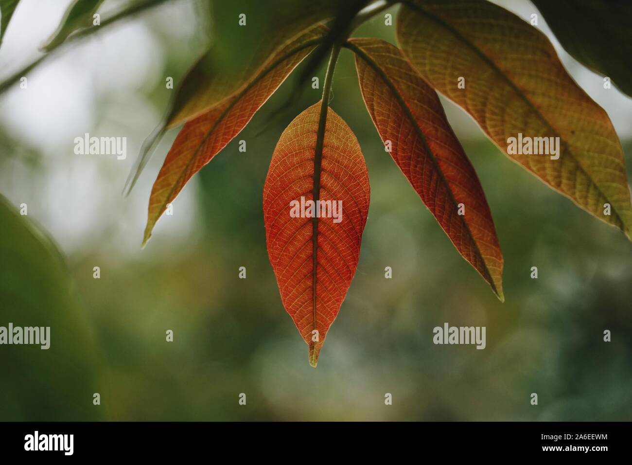 red and green tree leaves in autumn, autumn colors Stock Photo - Alamy