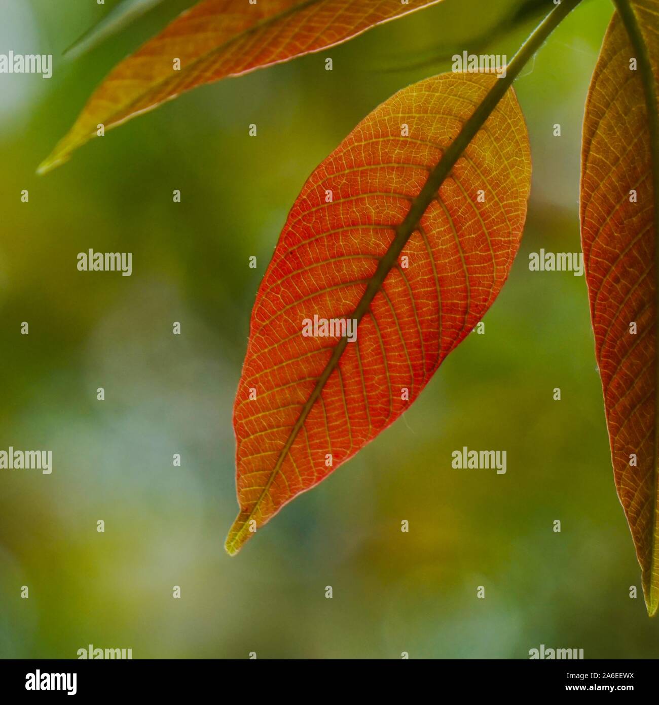 Tree abstract green red leaf hi-res stock photography and images - Alamy