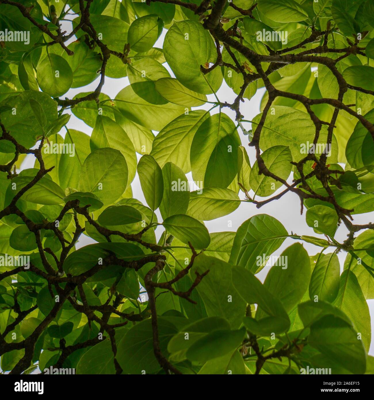 Green nature natural hi-res stock photography and images - Alamy