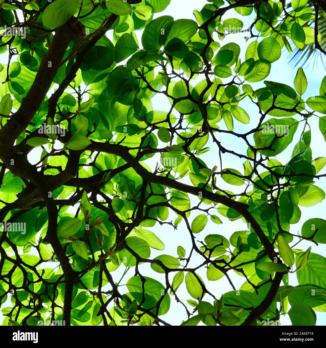 Green tree leaves in hi-res stock photography and images - Alamy