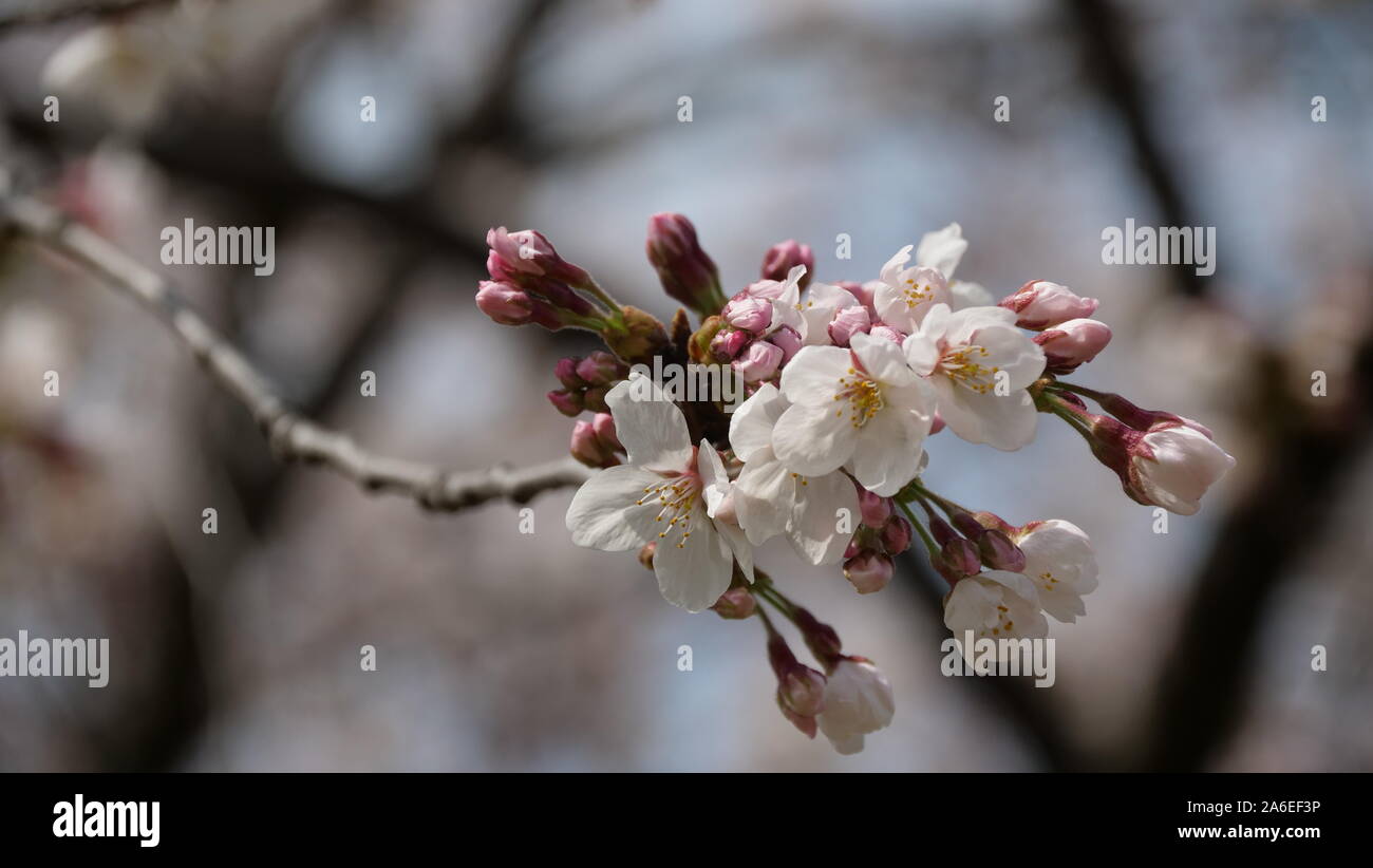 Cherry blossom in spring Stock Photo - Alamy