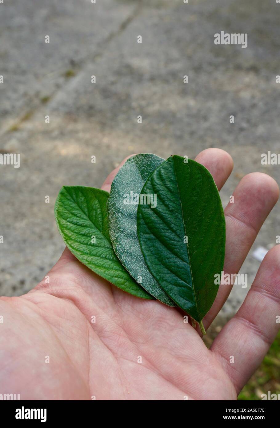 hand with green tree leaf in the nature Stock Photo - Alamy
