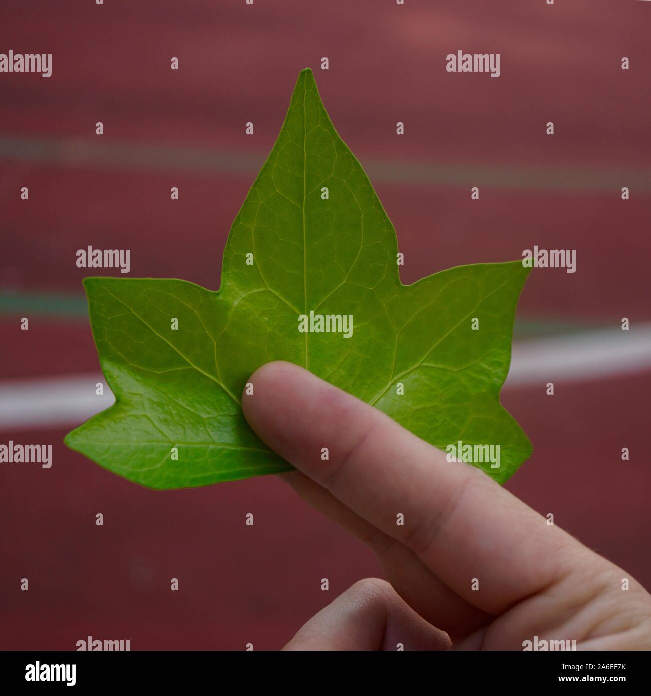 hand with green tree leaf in the nature Stock Photo - Alamy