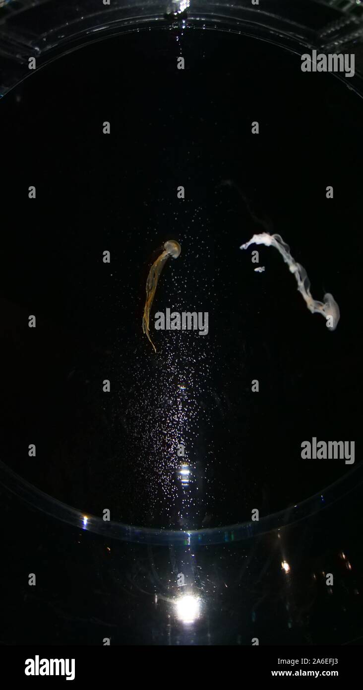 Spineless fish hi-res stock photography and images - Alamy