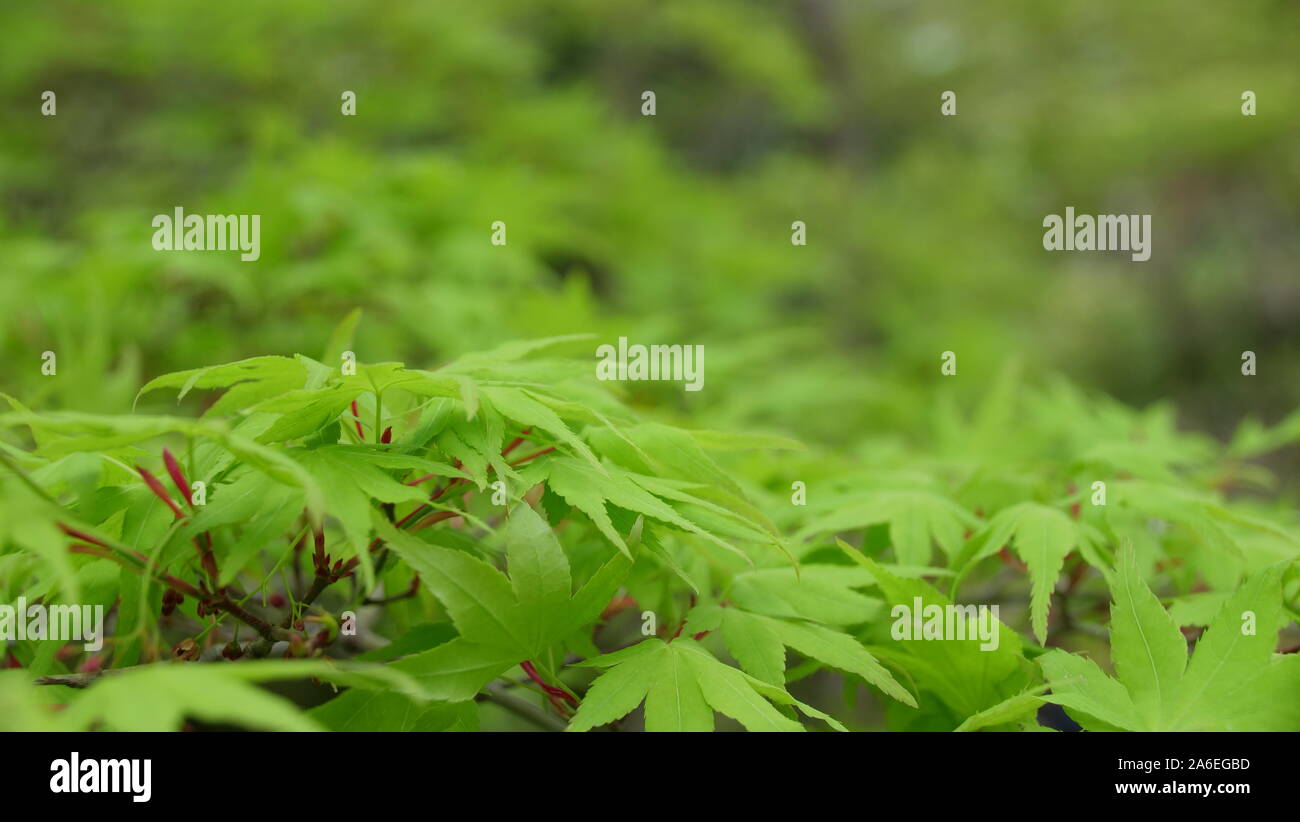 Japanese maple tree hi-res stock photography and images - Alamy