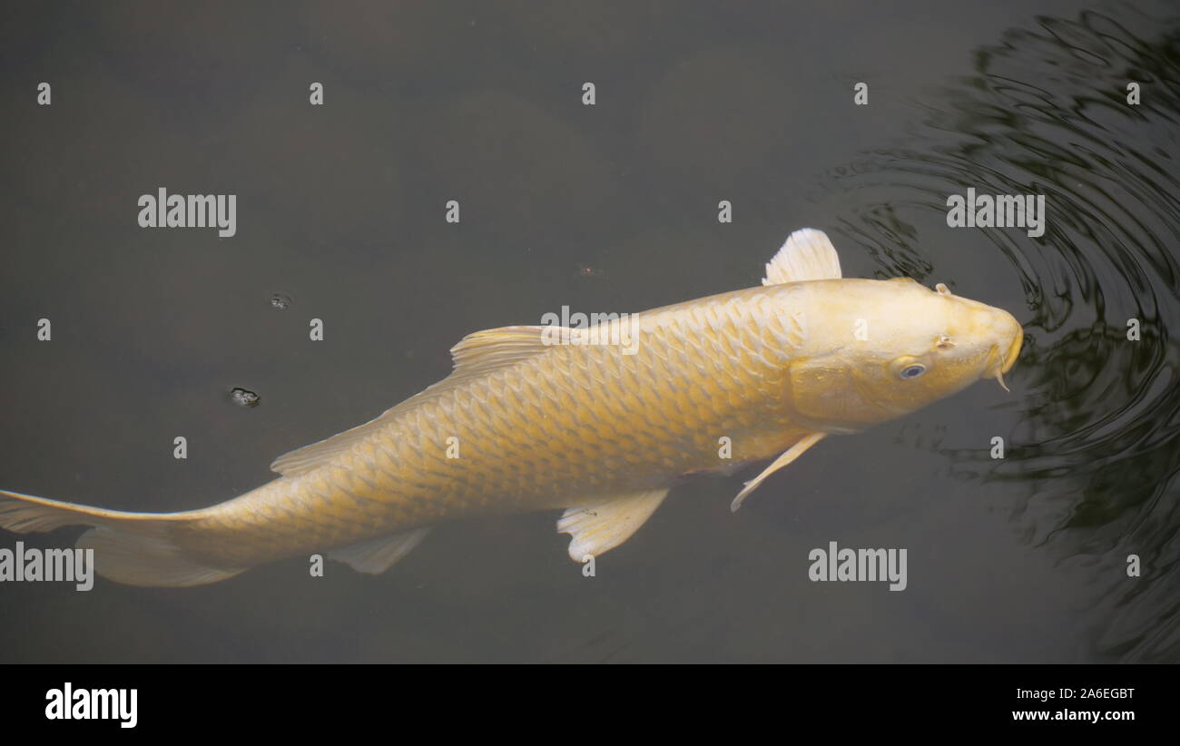 Golden carp hi-res stock photography and images - Alamy
