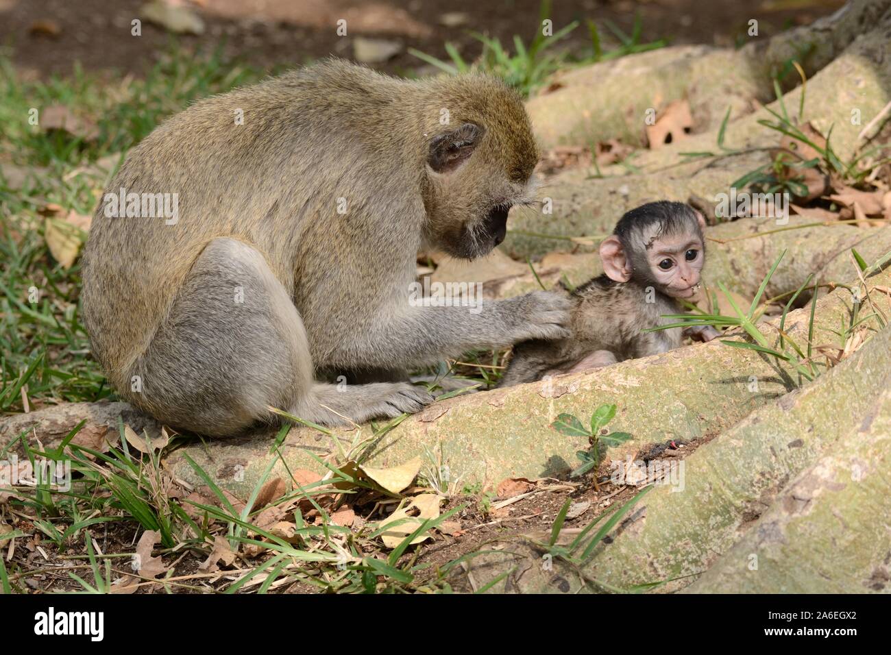 Monkey grooming hi-res stock photography and images - Alamy