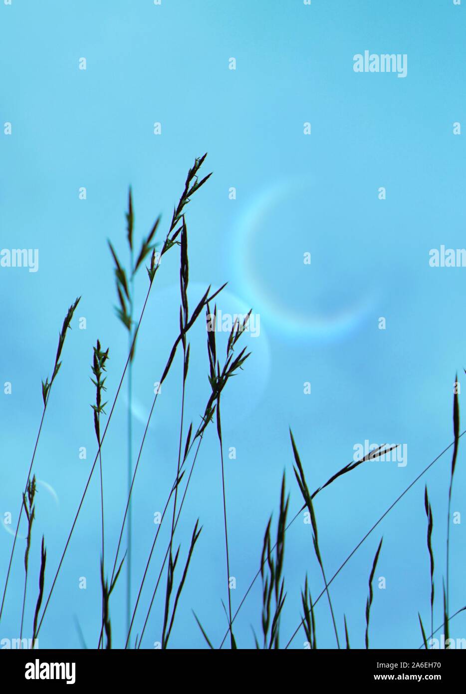 plants shadow silhouette and sunlight in the nature in autumn Stock ...