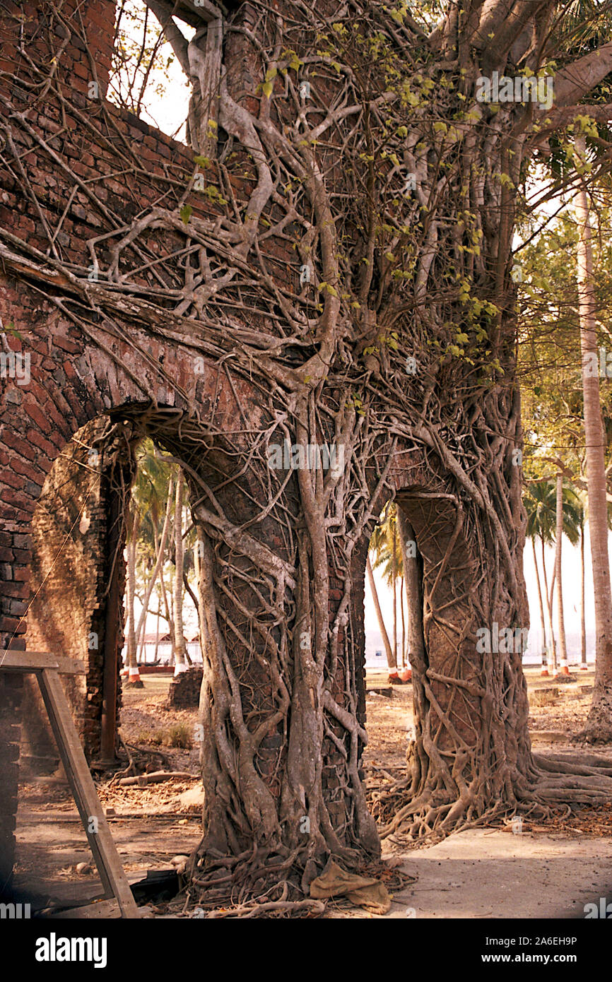Close-up of portion of building covered with web of roots at Ross ...