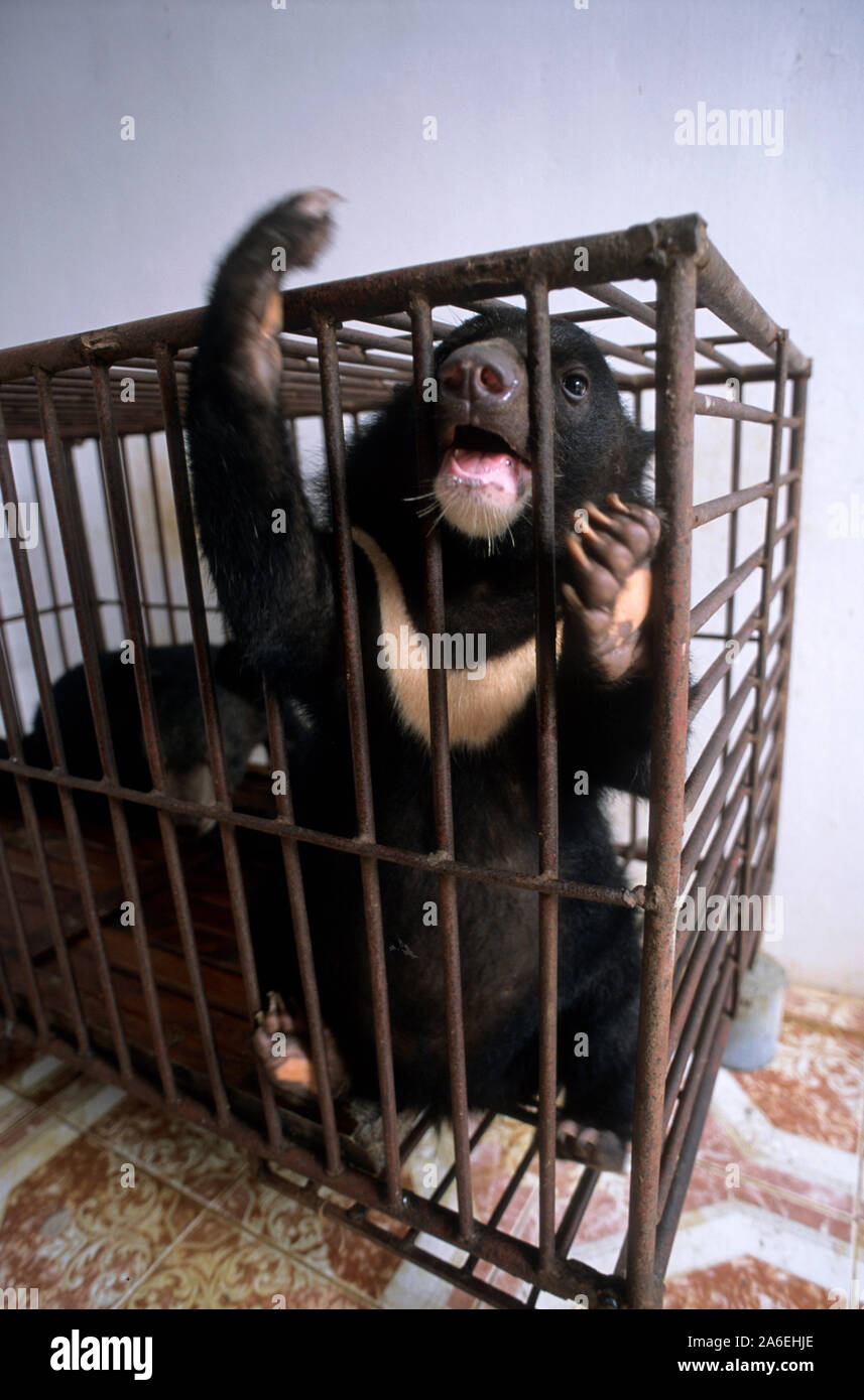 Bear bile farm hi-res stock photography and images - Alamy
