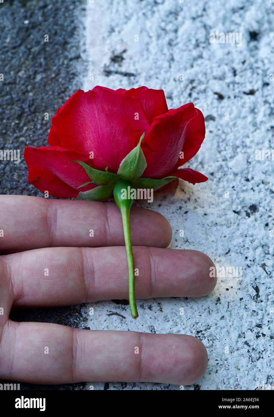 man hand with a romantic red rose flower Stock Photo - Alamy