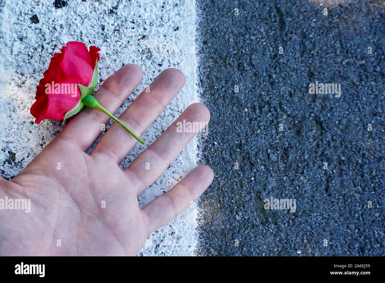 man hand with a romantic red rose flower Stock Photo - Alamy