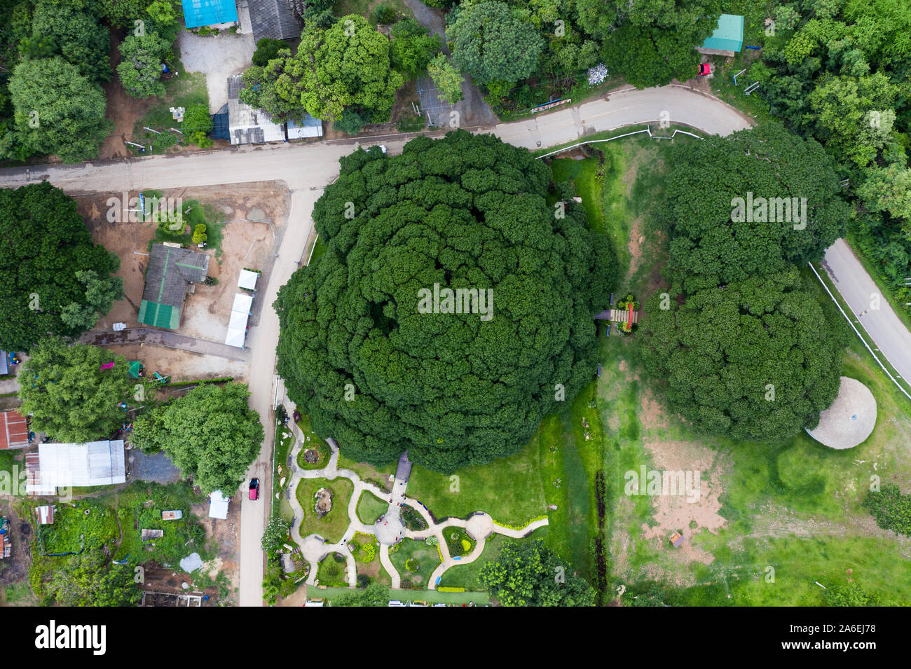 Aerial view Samanea Saman or Rain tree the biggest tree over 100 years ...