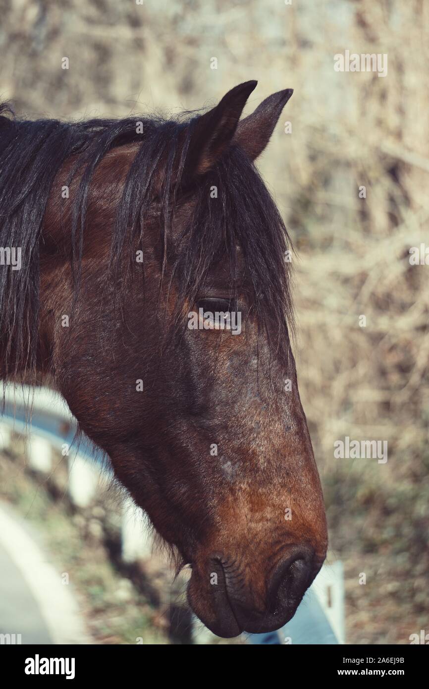Horse with brown eyes hi-res stock photography and images - Alamy