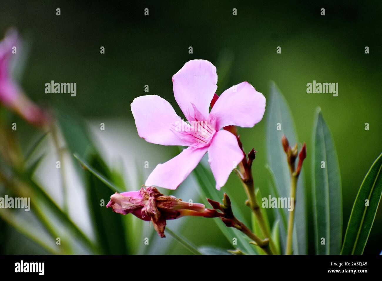Outdoor single flower hi-res stock photography and images - Alamy