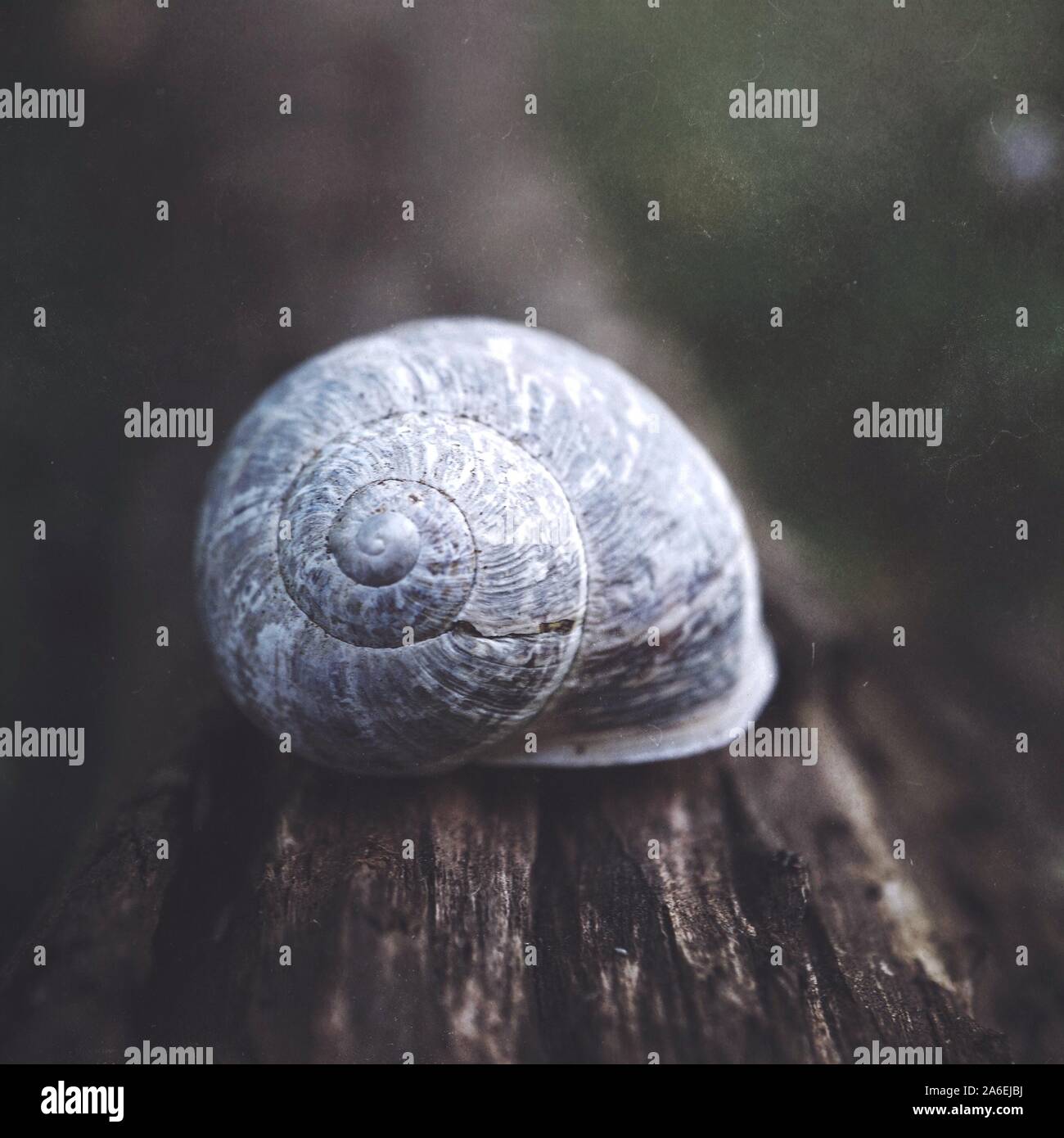 white snail in the nature Stock Photo - Alamy