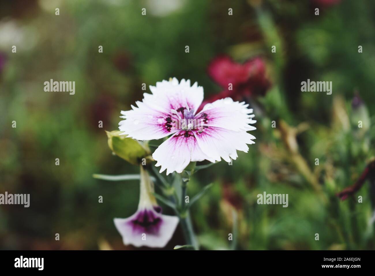 Beautiful snap of single flower Stock Photo - Alamy