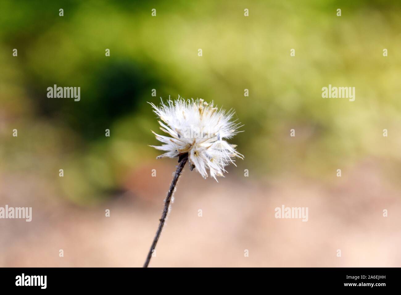 Beautiful snap of single flower Stock Photo - Alamy