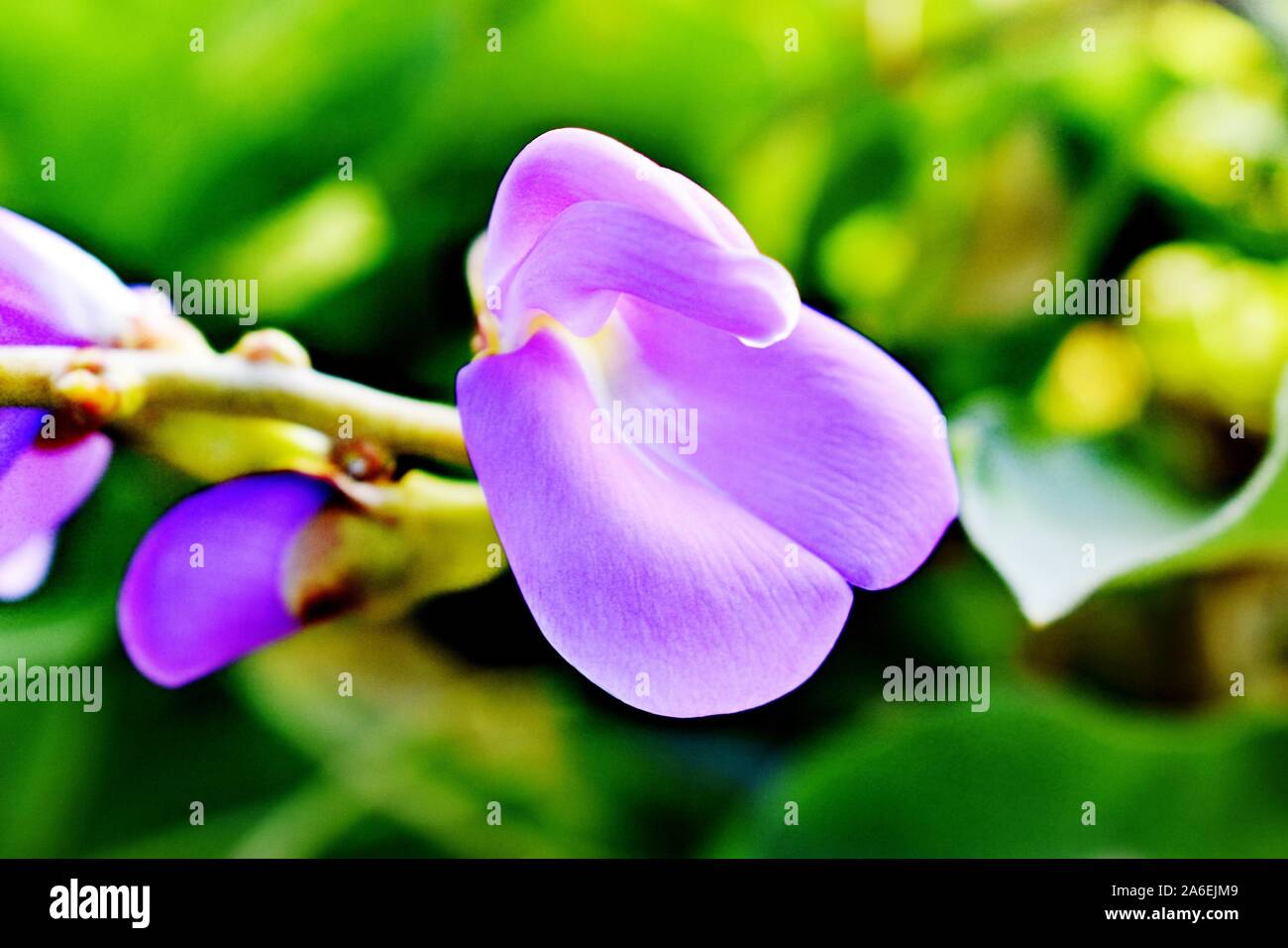 Beautiful snap of single flower Stock Photo - Alamy