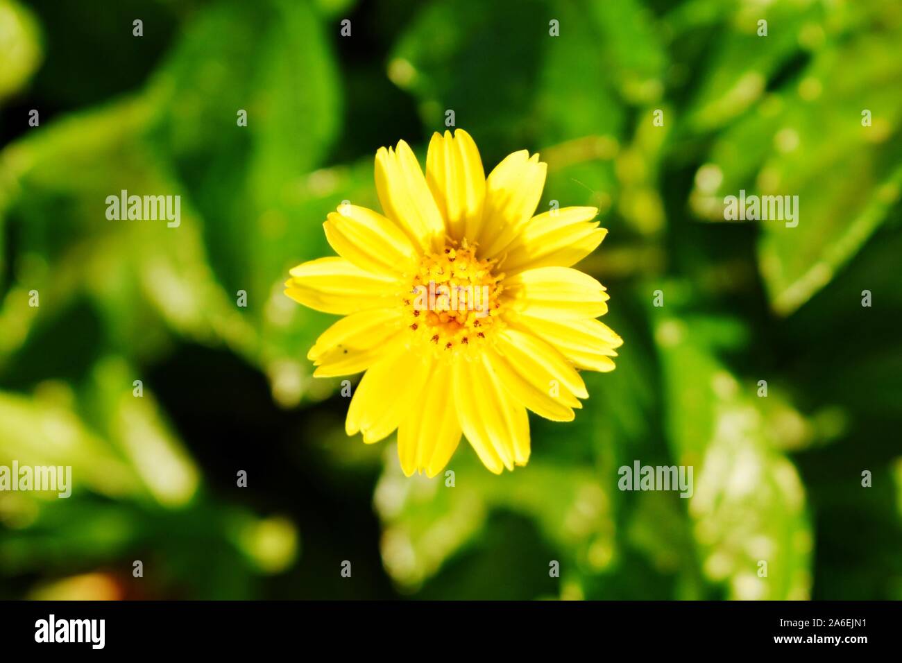 Beautiful snap of single flower Stock Photo - Alamy