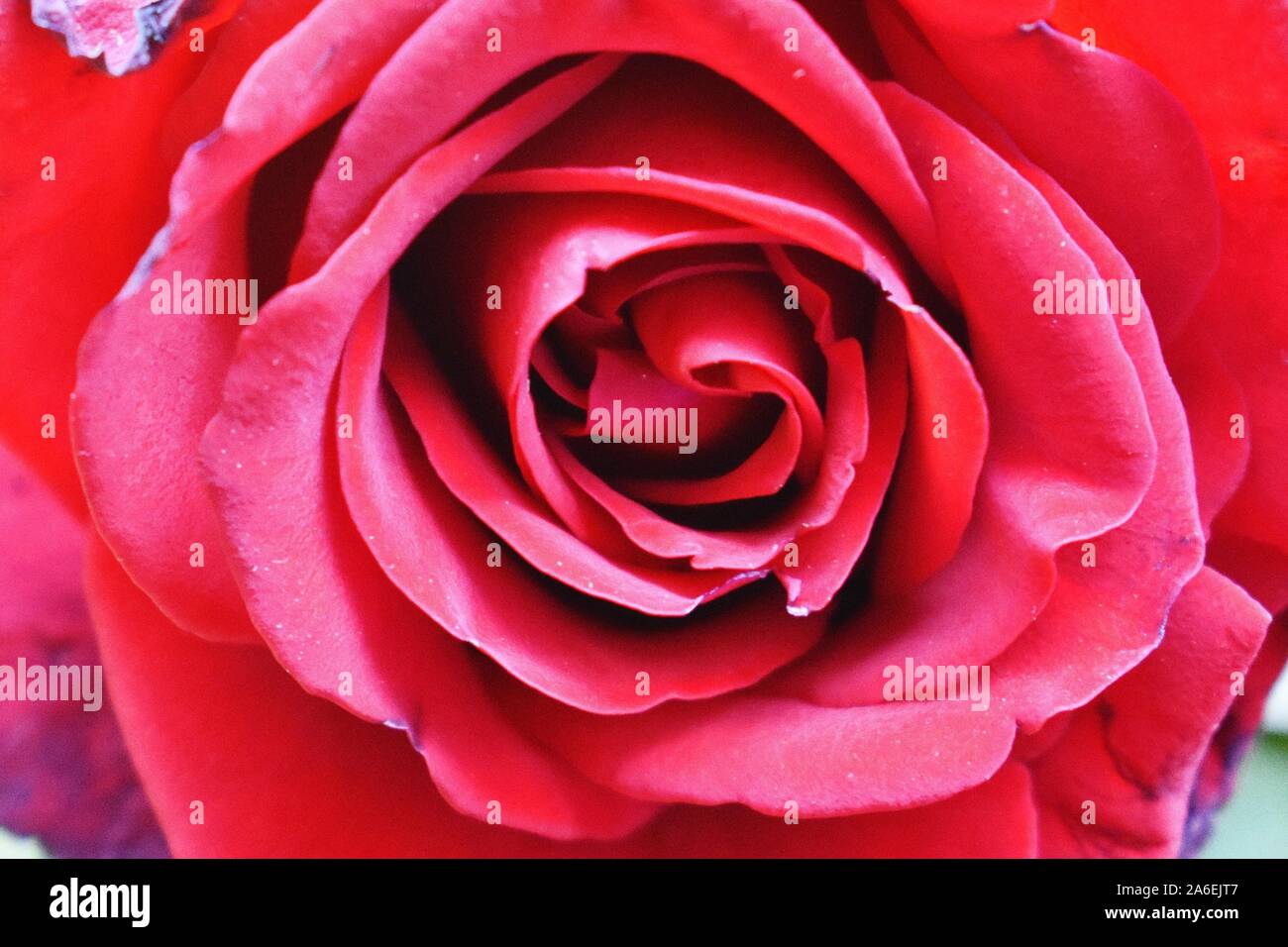 Single outdoor hi-res stock photography and images - Alamy