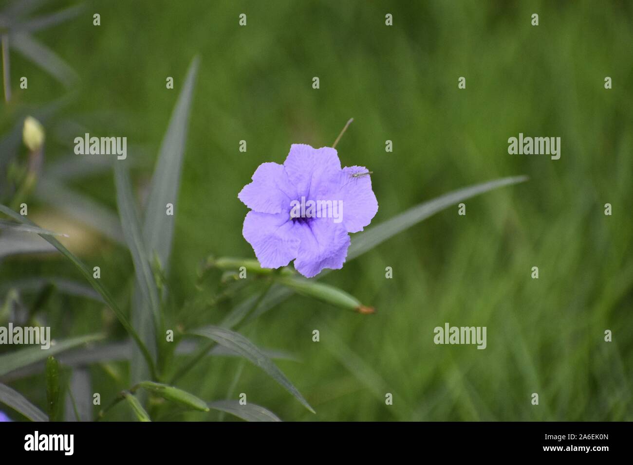 Beautiful single flower hi-res stock photography and images - Alamy