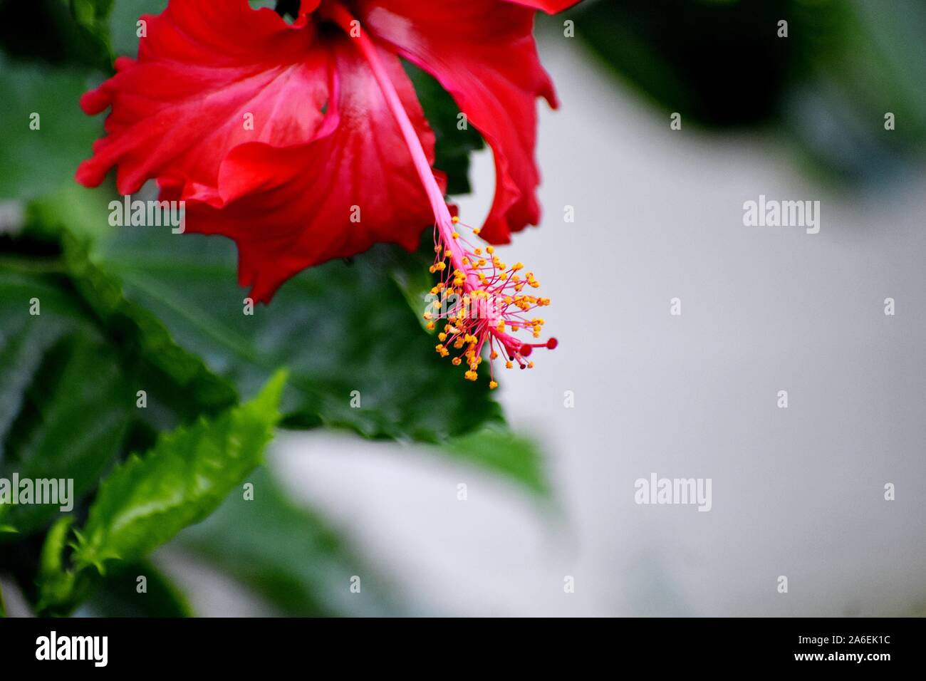 Beautiful single flower hi-res stock photography and images - Alamy