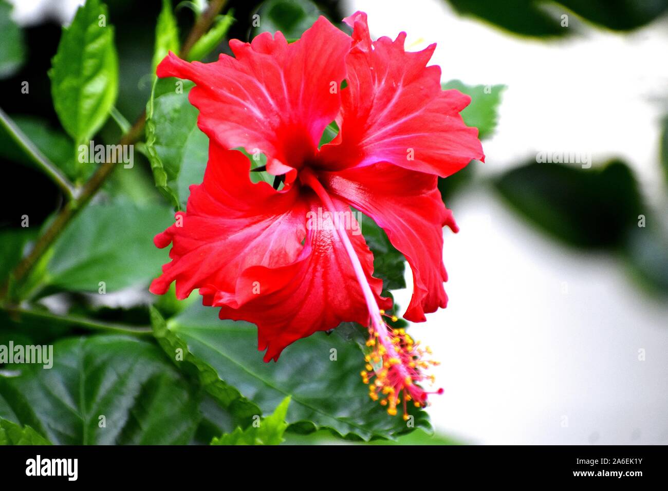 Beautiful single flower hi-res stock photography and images - Alamy
