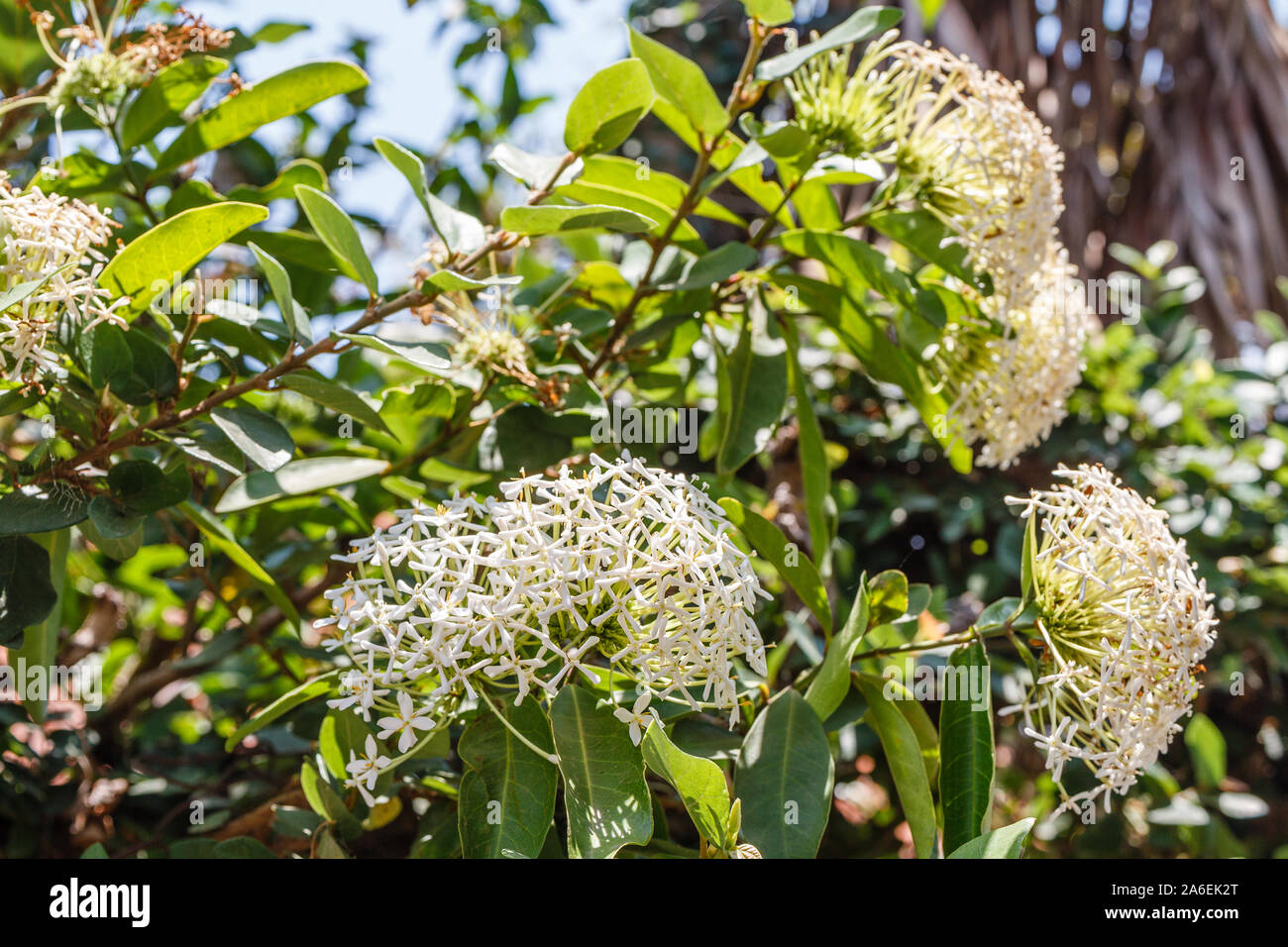 Blooming white Ixora flowers. Bali, Indonesia Stock Photo - Alamy