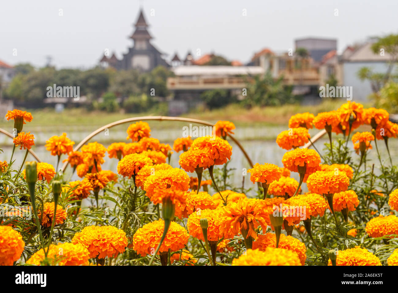 Marigold flower bed near the rice field, Catholic church on the ...