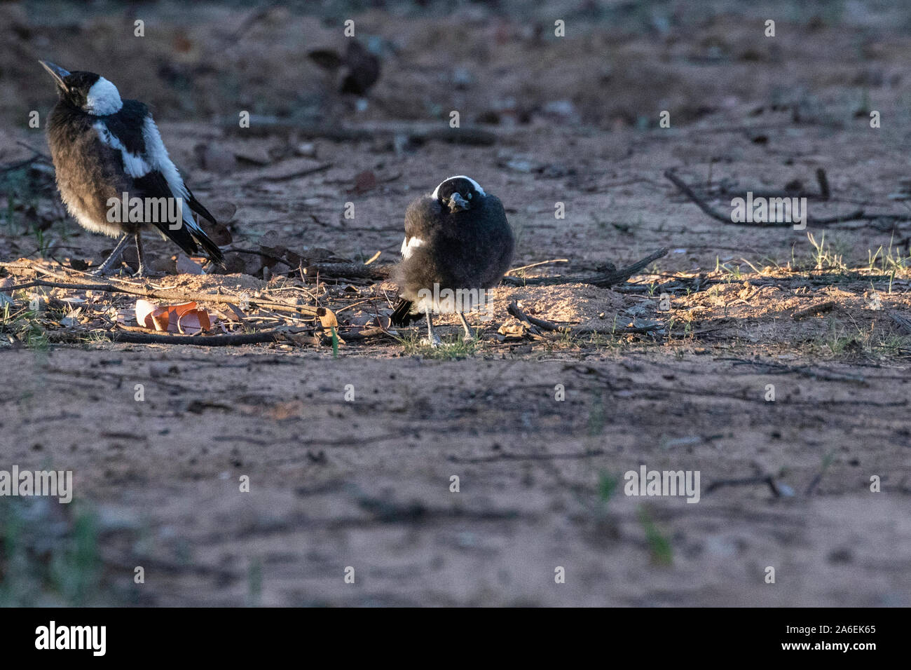 Australian magpies hi-res stock photography and images - Alamy