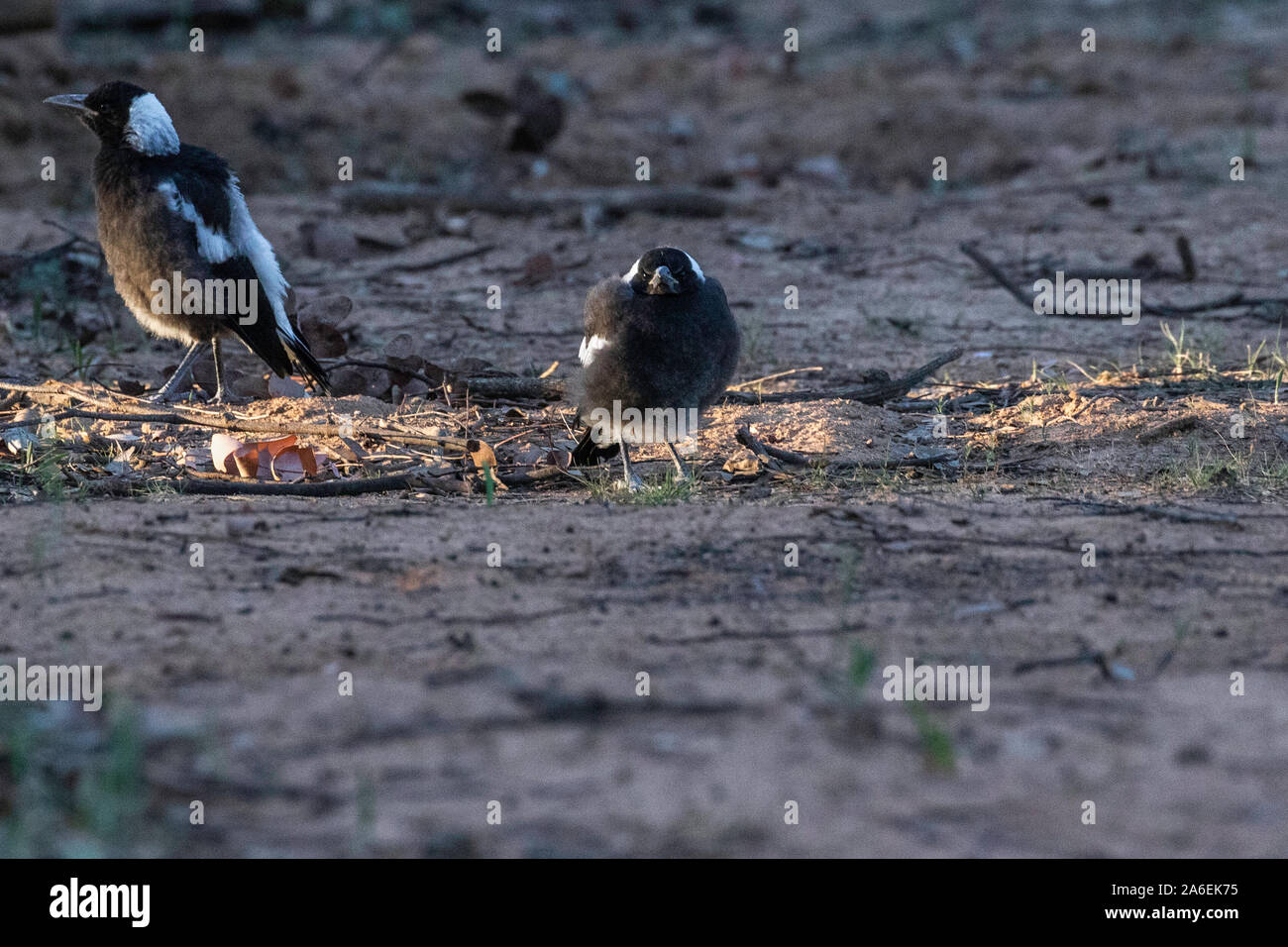 Australian magpies hi-res stock photography and images - Alamy