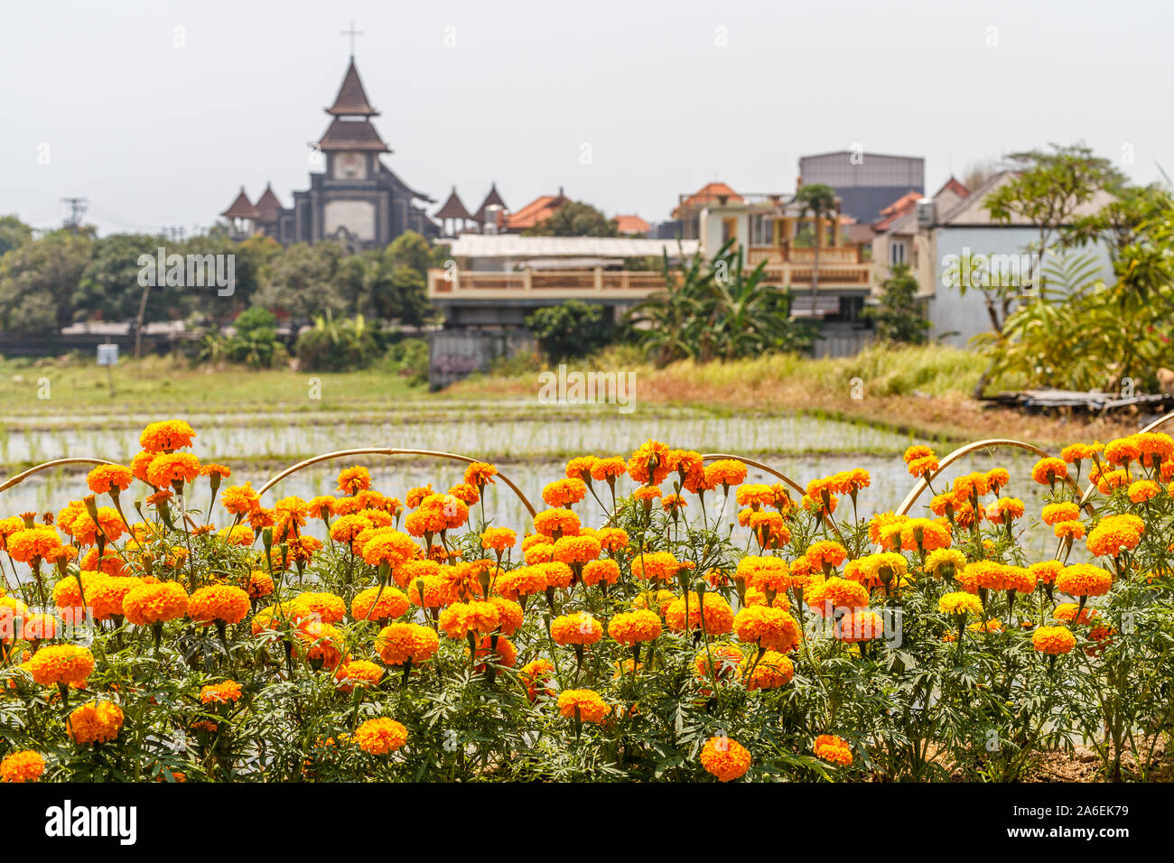 Marigold texture hi-res stock photography and images - Alamy